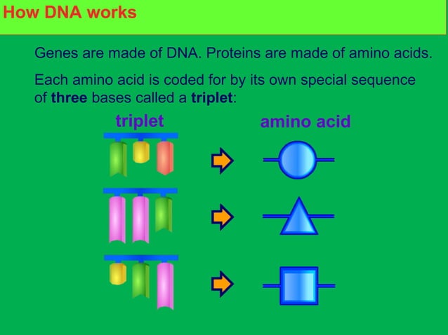 Genes and DNA | PPT