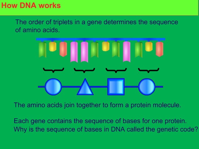 Genes and DNA | PPT