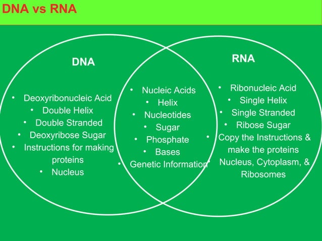 Genes and DNA | PPT