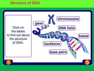 Genes and DNA | PPT