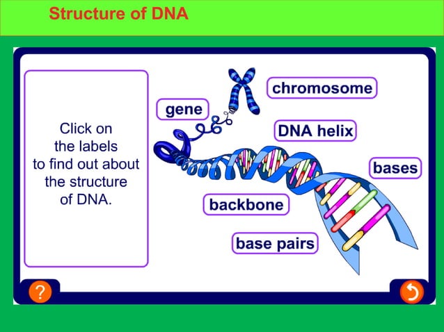 Genes and DNA | PPT