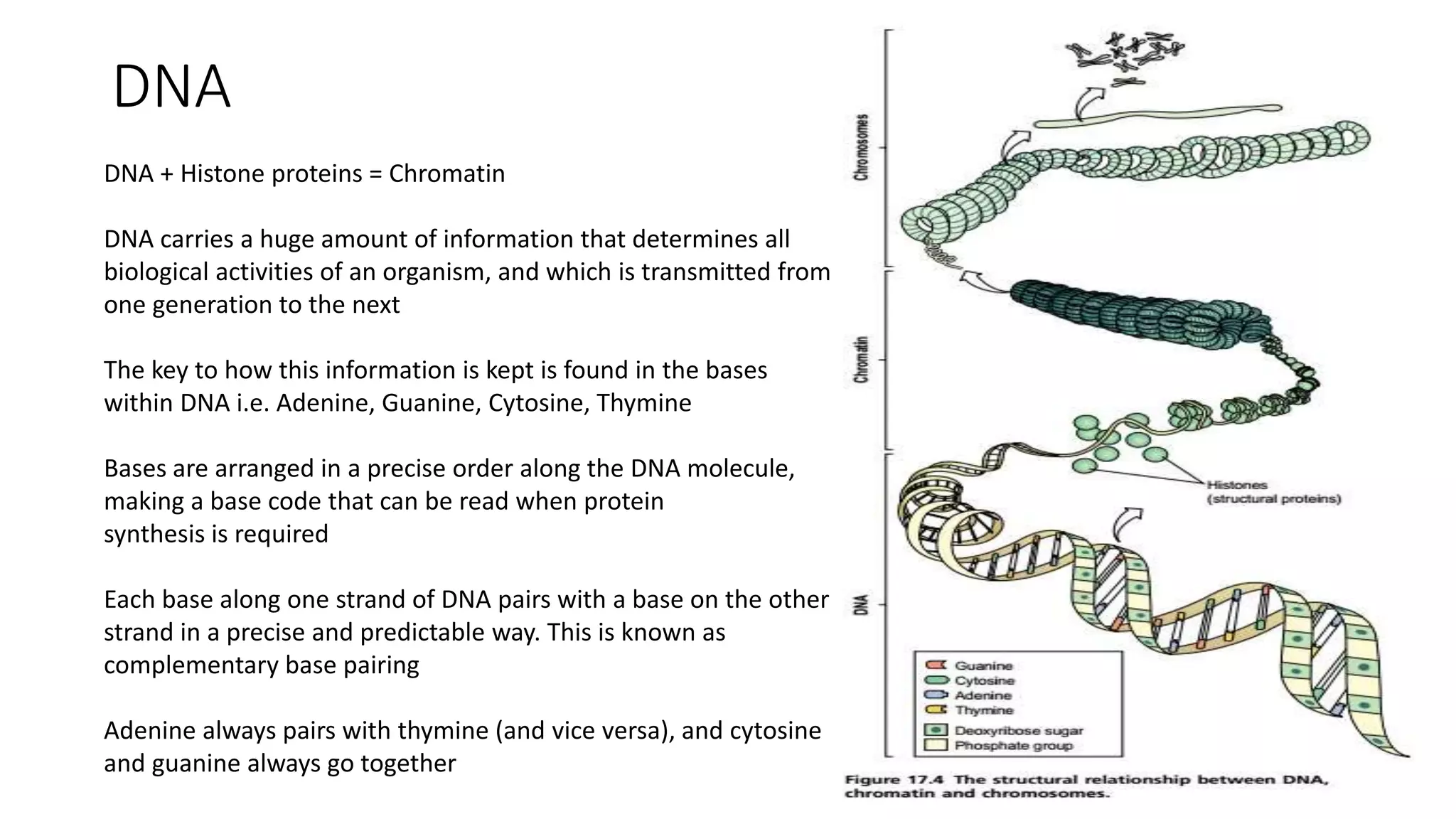 Genes and DNA | PPT
