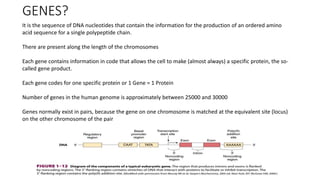 Genes and DNA | PPT