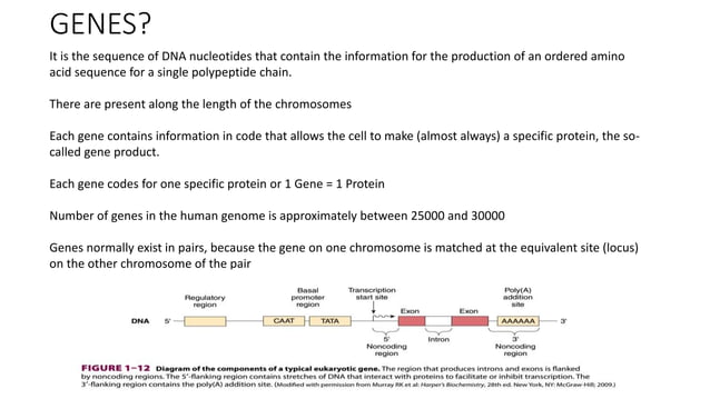 Genes and DNA | PPT