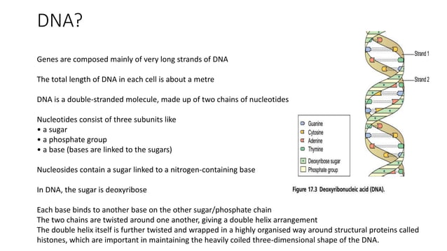 Genes and DNA | PPT