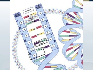 Genes And Gene Technology | PPTX
