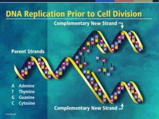 Genes And Gene Technology | PPTX