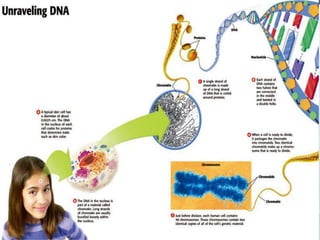 Genes And Gene Technology | PPT