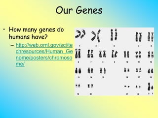Genes and Heredity.ppt