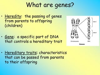 Genes and Heredity.ppt