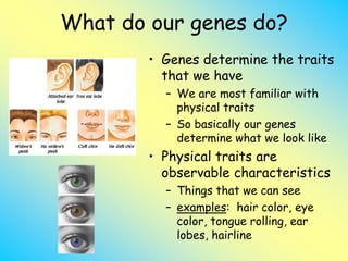 Genes and Heredity.ppt