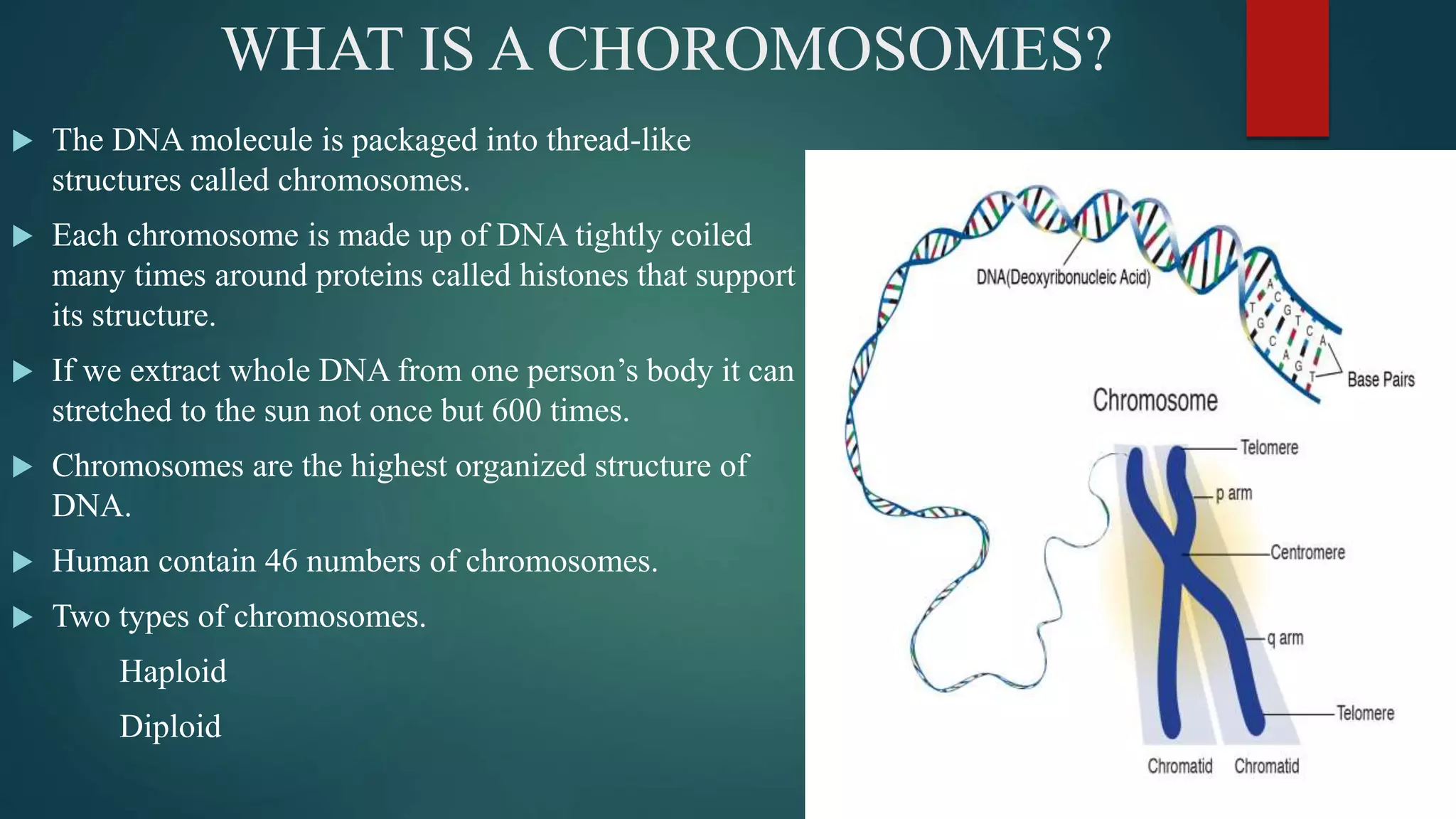 Genes and heredity for class 9th | PPTX
