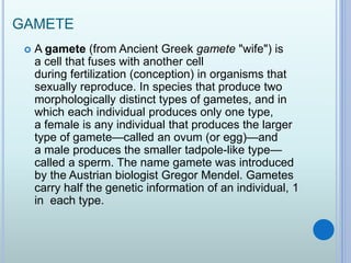 Genes and Gametes | PPT