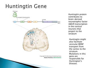 Genes and neurons | PPTX
