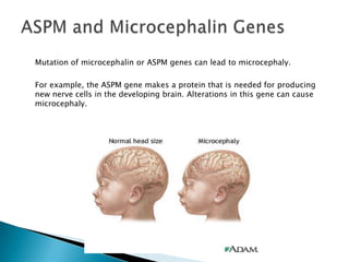 Genes And Neurons | PPTX