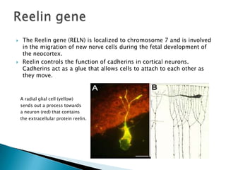 Genes And Neurons | PPTX