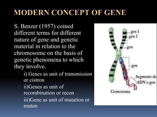 Genes and terminology.pptx