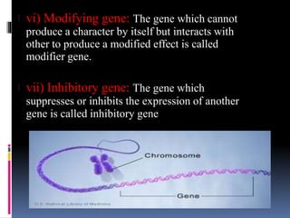 Genes and terminology.pptx