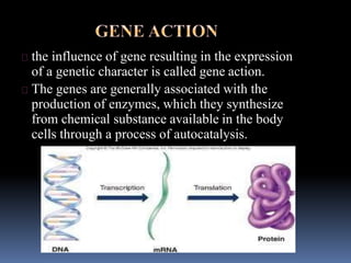 Genes and terminology.pptx
