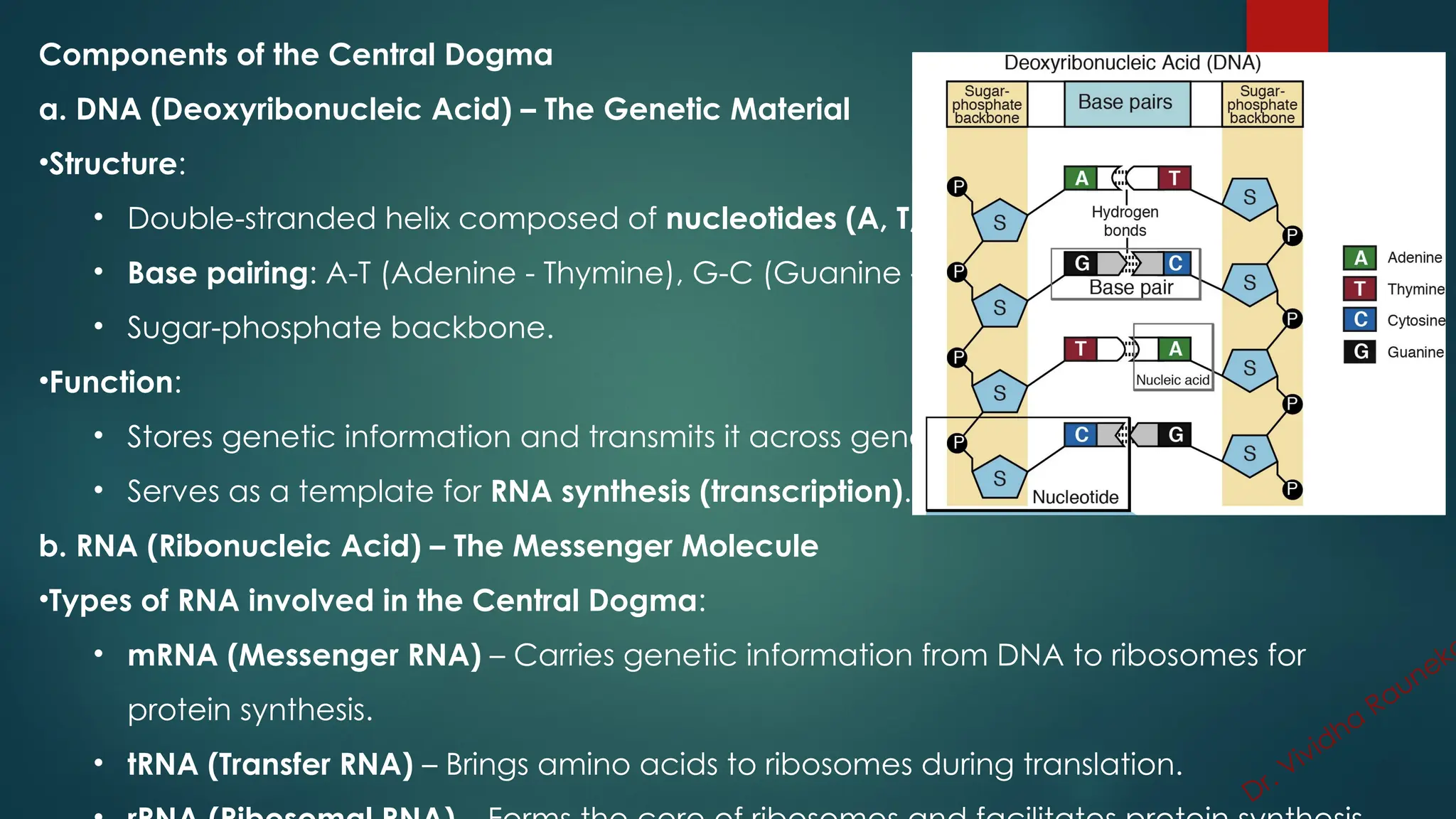 Genes and the genetic code_Central dogma | PPTX