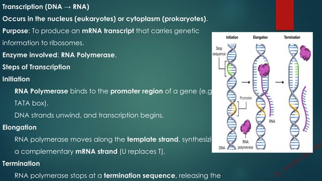 Genes and the genetic code_Central dogma | PPT