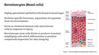 Genes and tissue culture | PPT