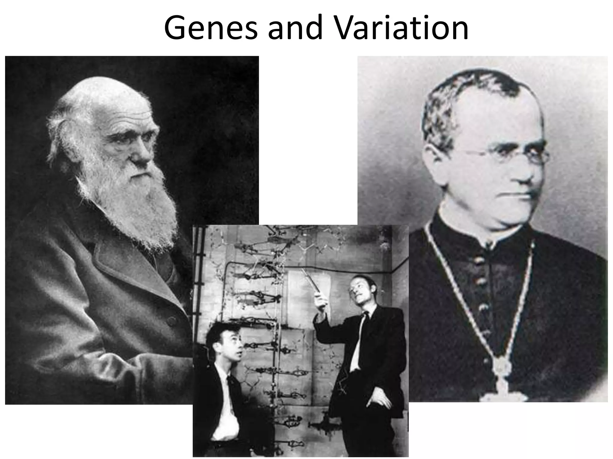 Genes And Variation | PPTX