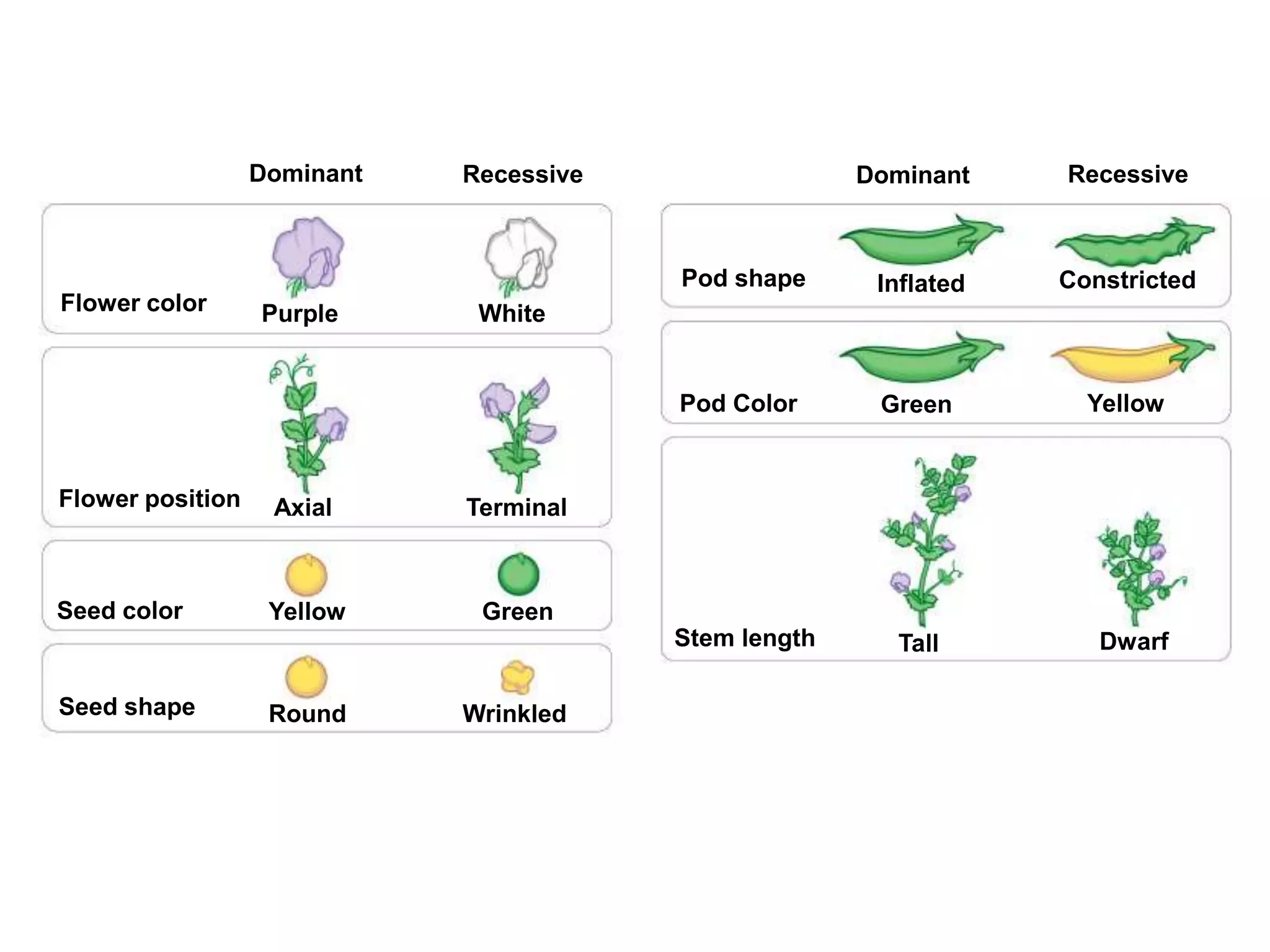 genes, chromosomes and dna (talk 3).ppt