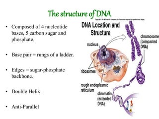 genes, chromosomes and dna (talk 3).ppt
