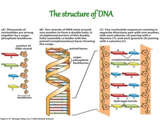 genes, chromosomes and dna (talk 3).ppt