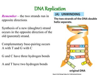 genes, chromosomes and dna (talk 3).ppt