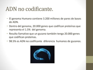 Genes, enfermedad humana y mutaciones | PPTX