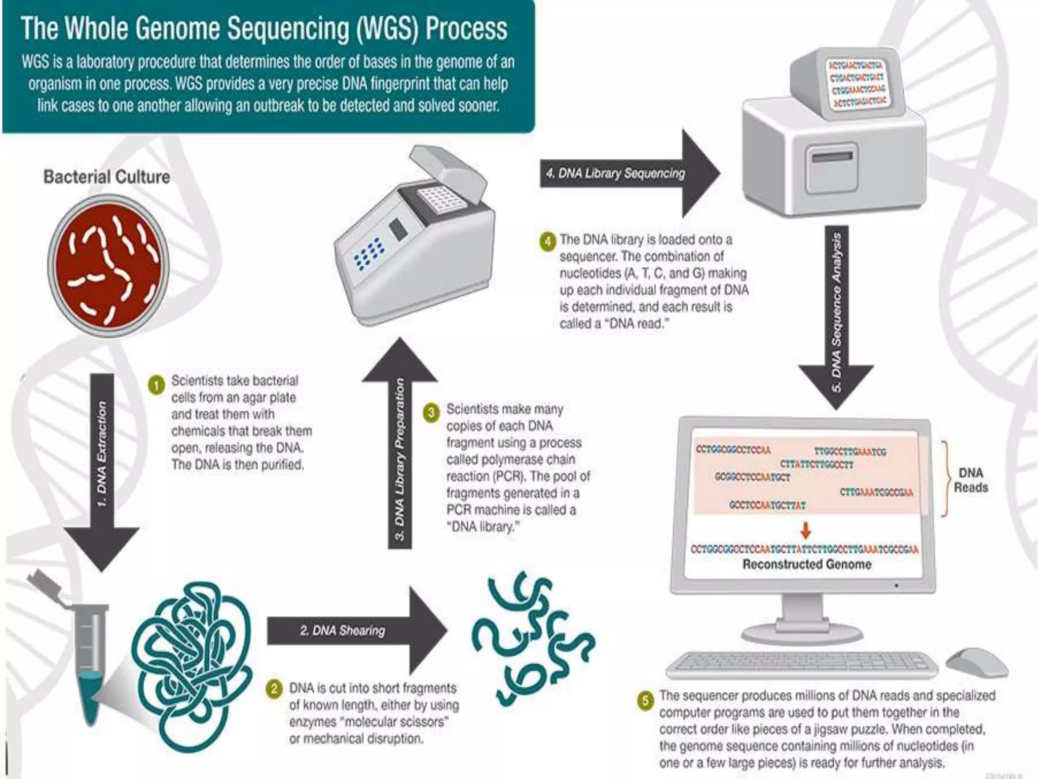 Gene Sequencing | PPTX