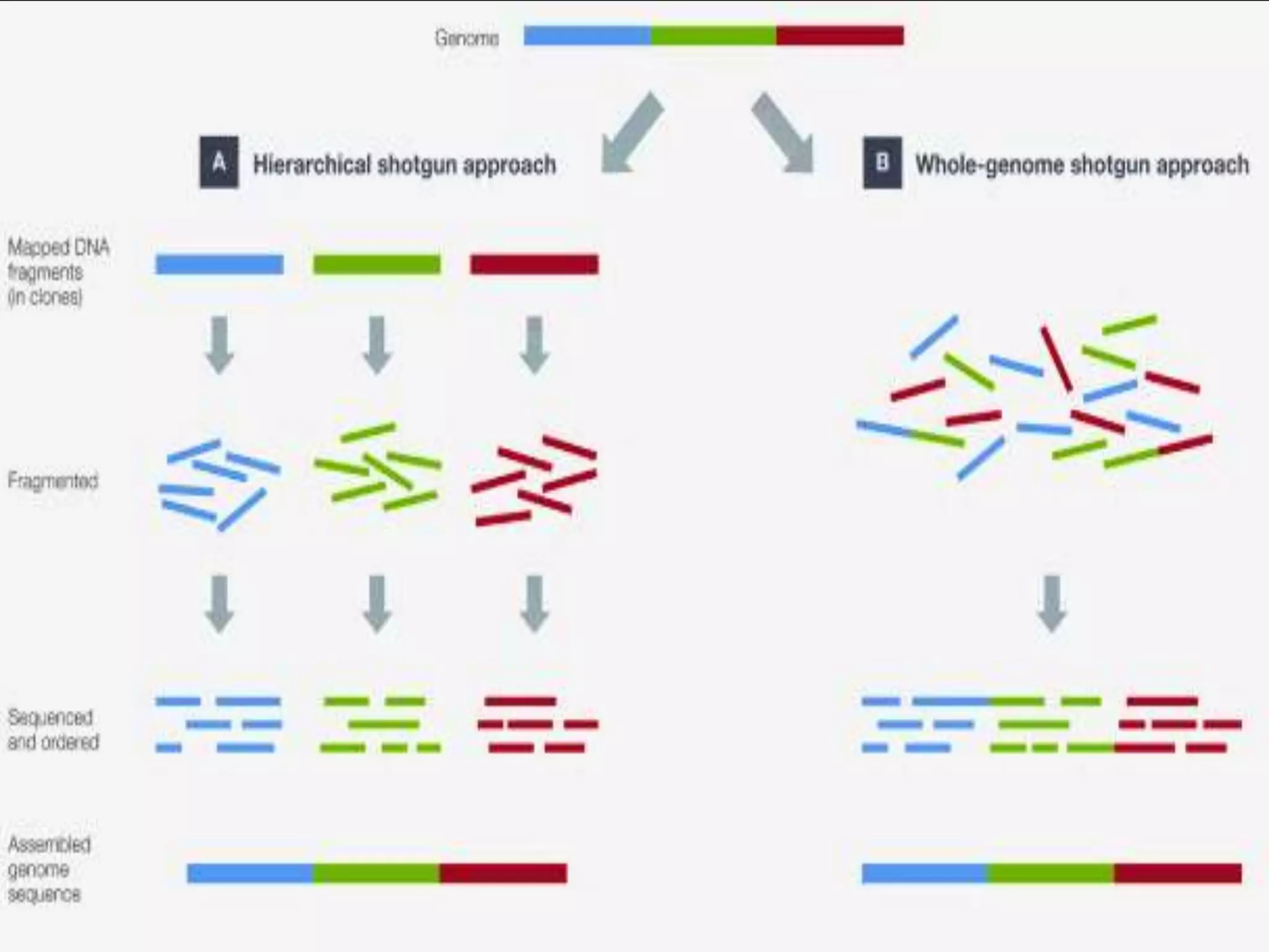 genesequencing-200105073623 (1).pdf