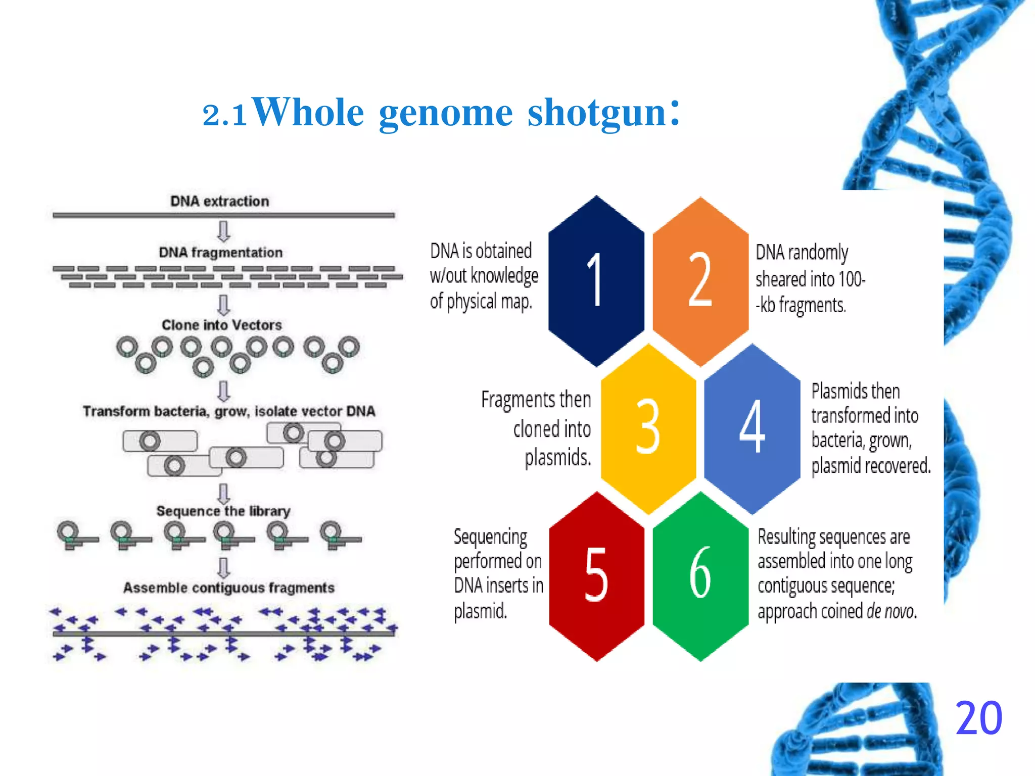Gene sequencing technique | PPTX