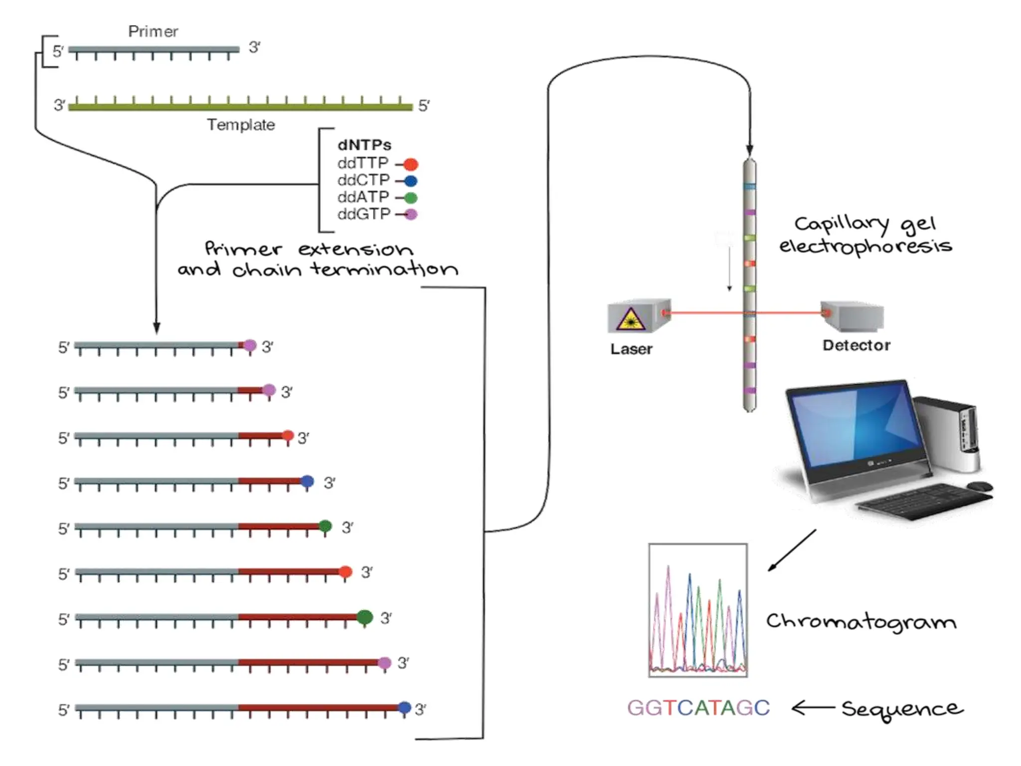 Gene sequencing steps involved, methods used and applications pptx | PPTX