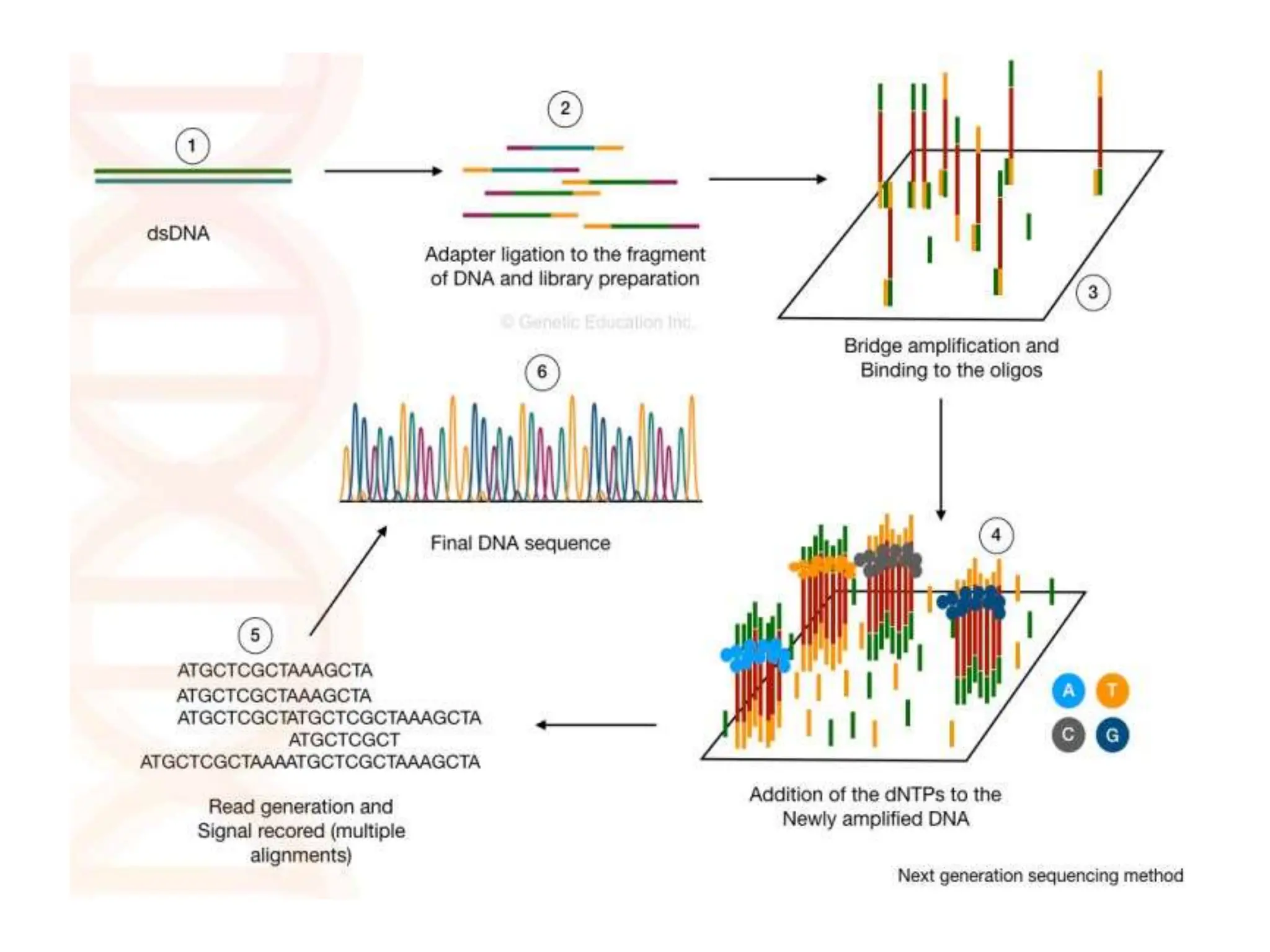 Gene sequencing steps involved, methods used and applications pptx | PPTX