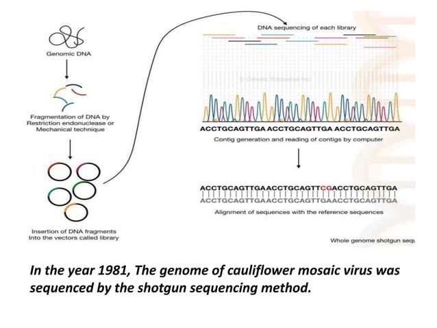 Gene sequencing steps involved, methods used and applications pptx | PPT