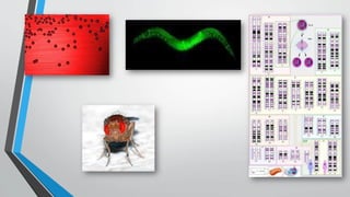 GENE SEQUENCING-compressedGene sequencing is a fundamental technique in ...