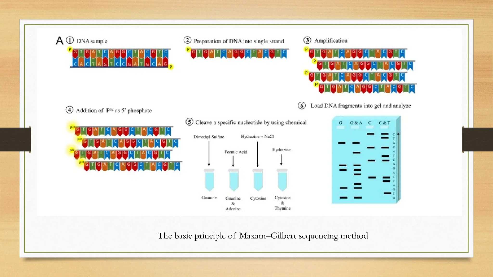 GENE SEQUENCING AND METHOD OF DNA Sequencing | PPTX