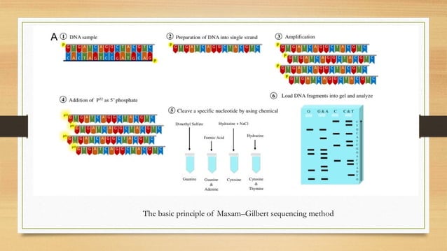 GENE SEQUENCING AND METHOD OF DNA Sequencing | PPTX