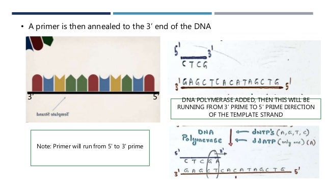 Gene sequencing (pharmacology) (sem 1) | PPTX