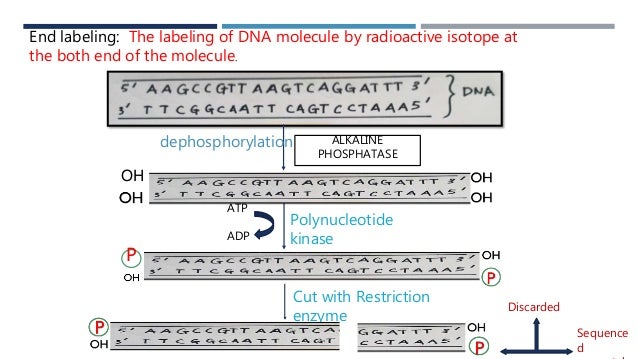 Gene sequencing (pharmacology) (sem 1) | PPTX
