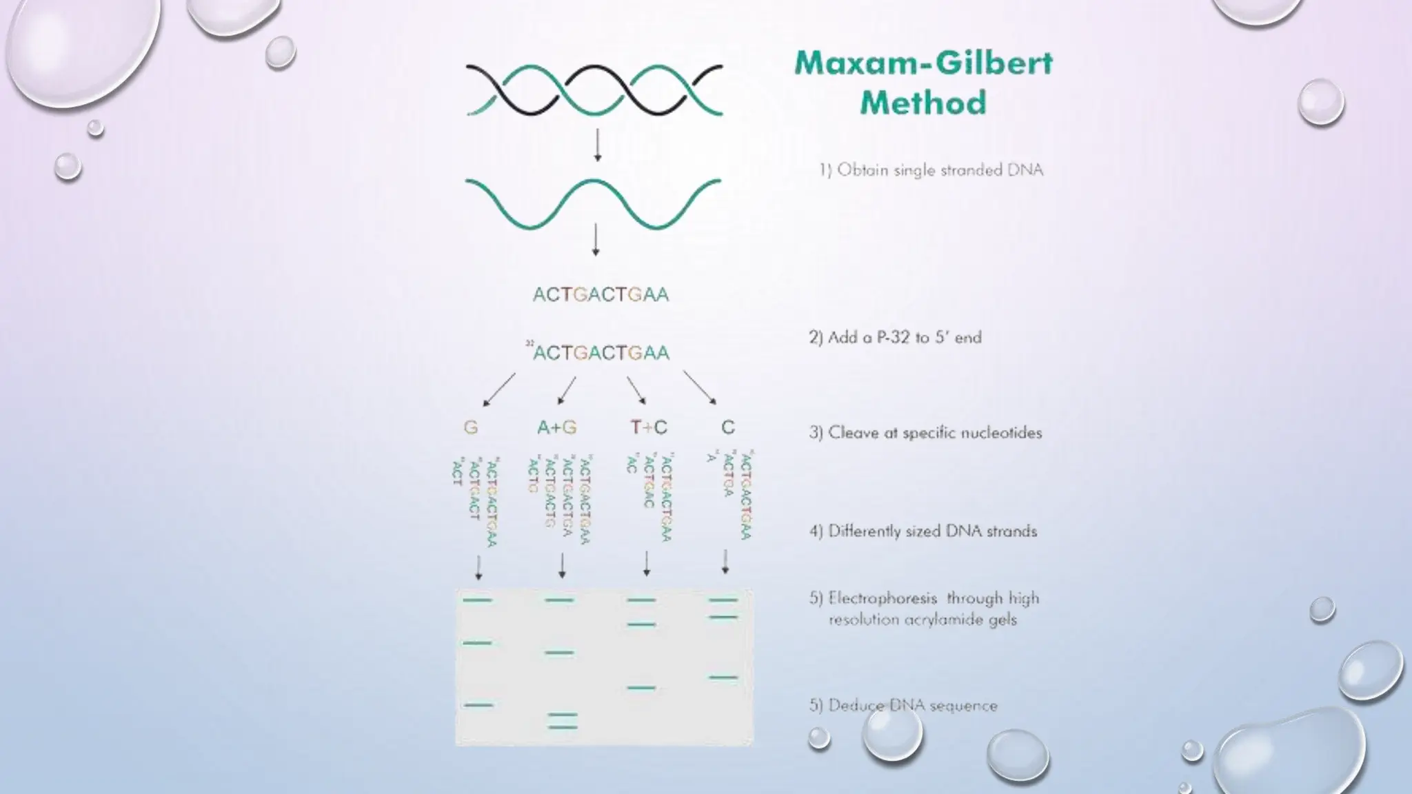 Gene Sequencing | maxam gilbert sequencing | sanger sequencing | PPTX