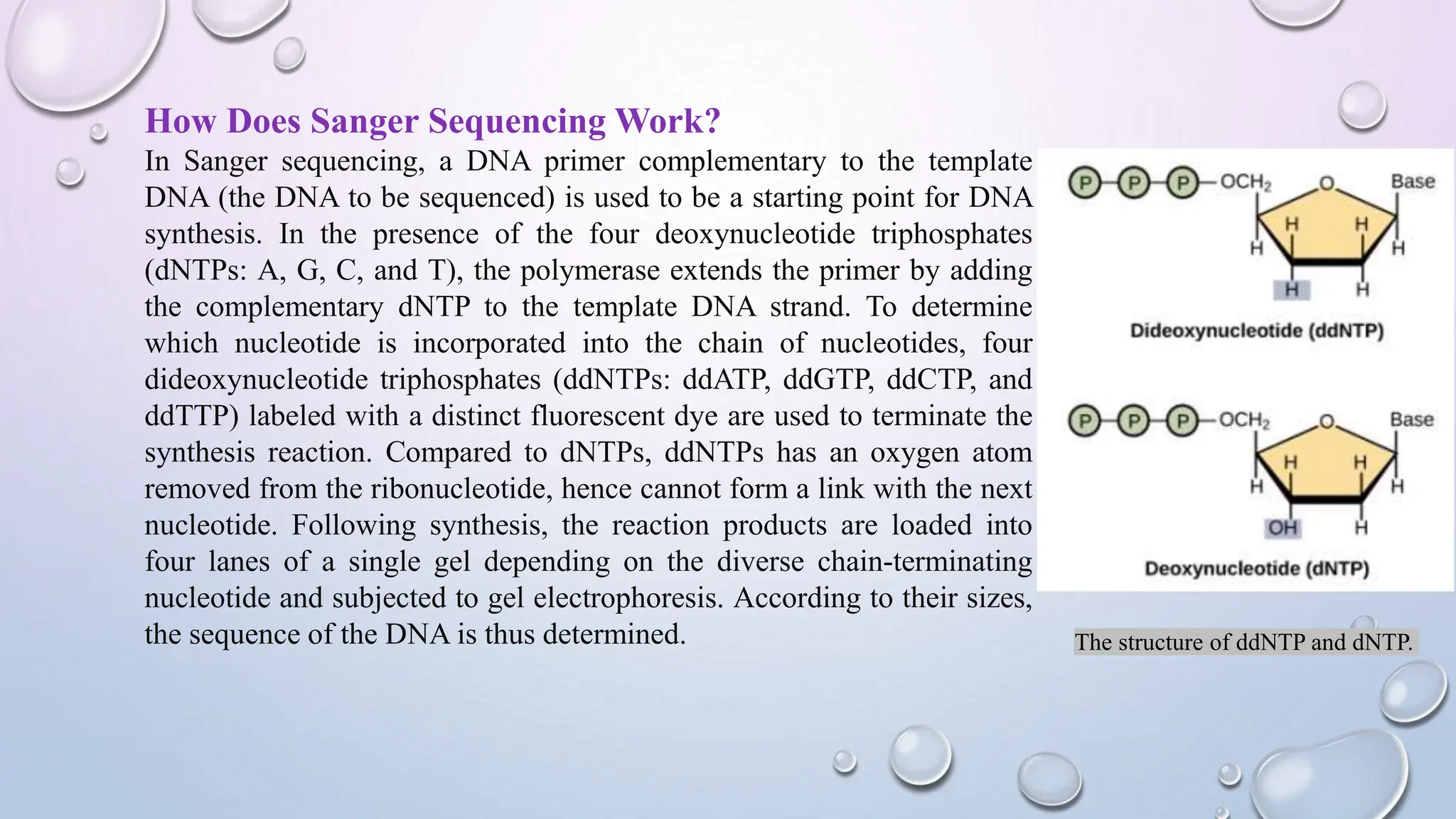 Gene Sequencing | maxam gilbert sequencing | sanger sequencing | PPTX