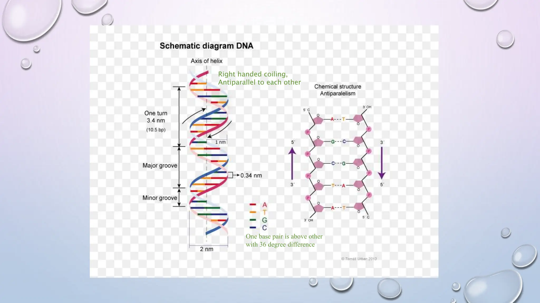 Gene Sequencing | maxam gilbert sequencing | sanger sequencing | PPTX