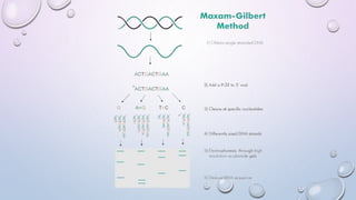 Gene Sequencing | maxam gilbert sequencing | sanger sequencing | PPTX