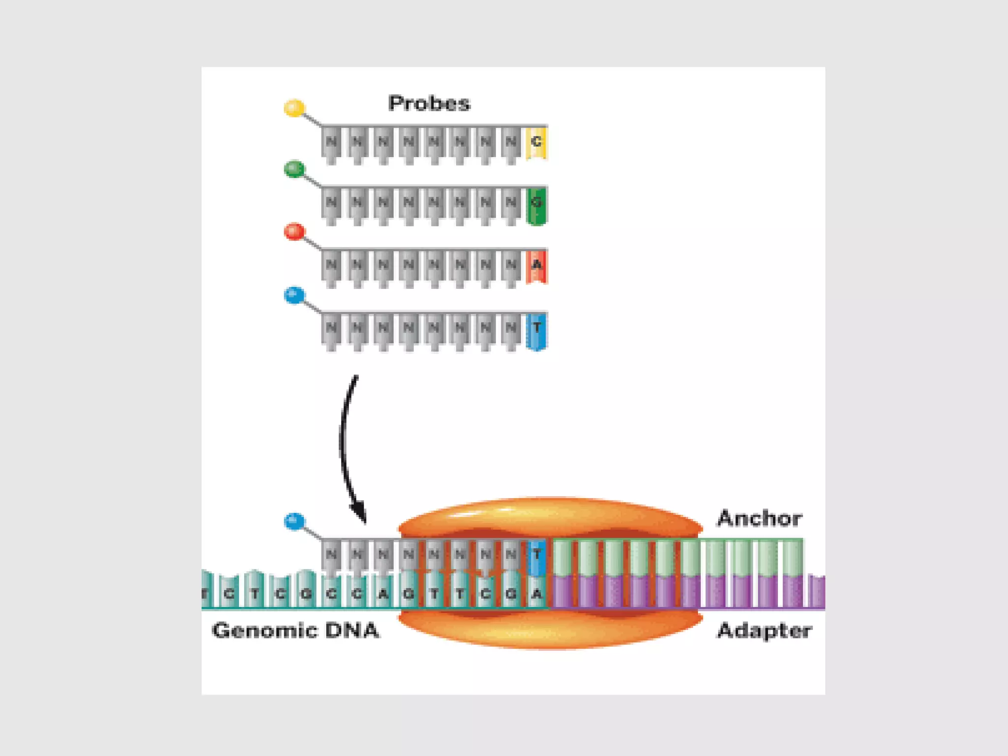 Gene sequencing methods | PDF