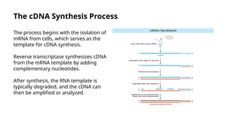 Gene Sequencing_ Sanger’s Dideoxy Method, Oregano Chemical Gene ...