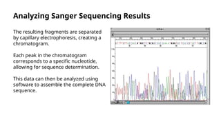 Gene Sequencing_ Sanger’s Dideoxy Method, Oregano Chemical Gene ...